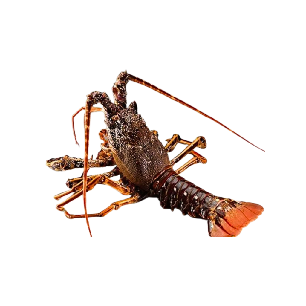 Langostas vivas de Robinson Crusoe – Ostras Bilbao